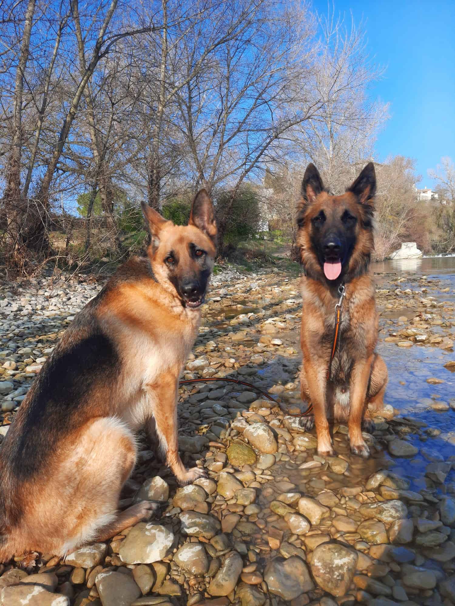 Cynophobie - Peur du chien - Neuropraticienne de la SCAMDEN®